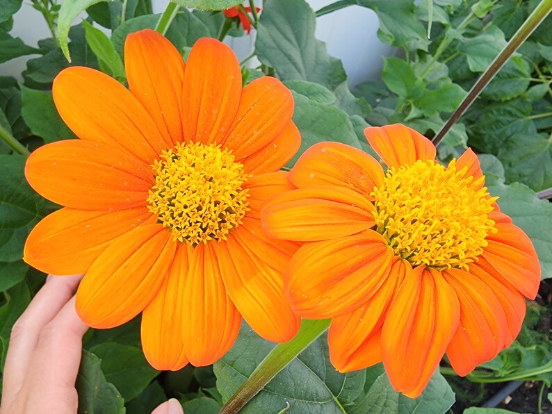 Dwarf Mexican Sunflower Seeds Aka Orange Tithonia Heirloom Pollinator ...