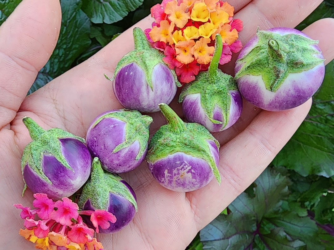 Thai Lavender Frog Miniature Eggplant Heirloom Vegetable Seeds - Etsy
