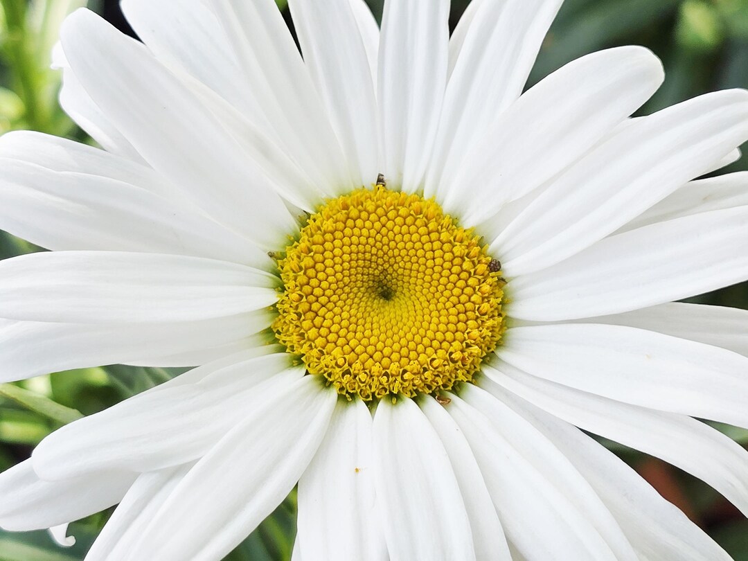 Alaska Shasta Daisy Seeds - Long-blooming, Drought-tolerant Perennial ...
