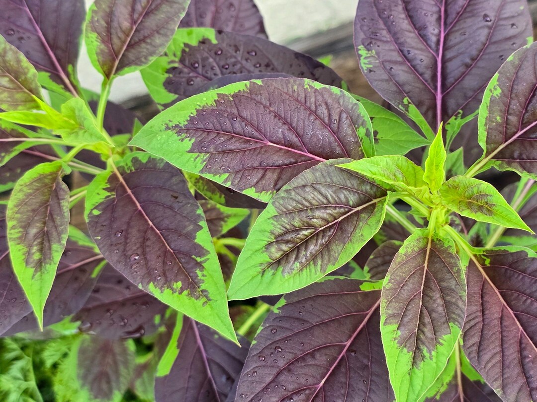 Lagos Spinach (celosia Argentea) Seeds – Summer Greens for Hot Climates ...