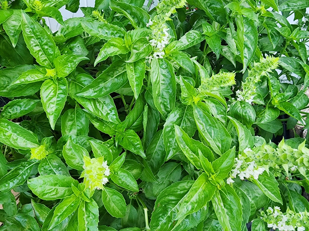 Italian Large Leaf Sweet Basil Herb Heirloom Seeds - Etsy