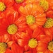 Dwarf Mexican Sunflower Seeds Aka Orange Tithonia Heirloom Pollinator ...