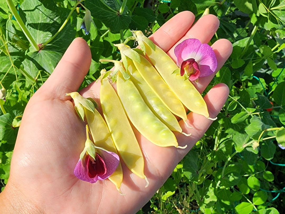 Golden Sweet Yellow Snow Pea Heirloom Vegetable Seeds - Etsy