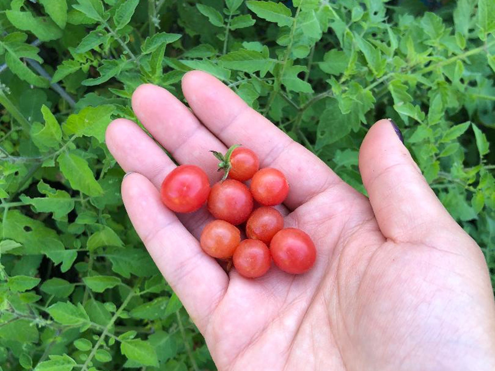 Everglades Tomato Florida Native Heirloom Vegetable Seeds - Etsy