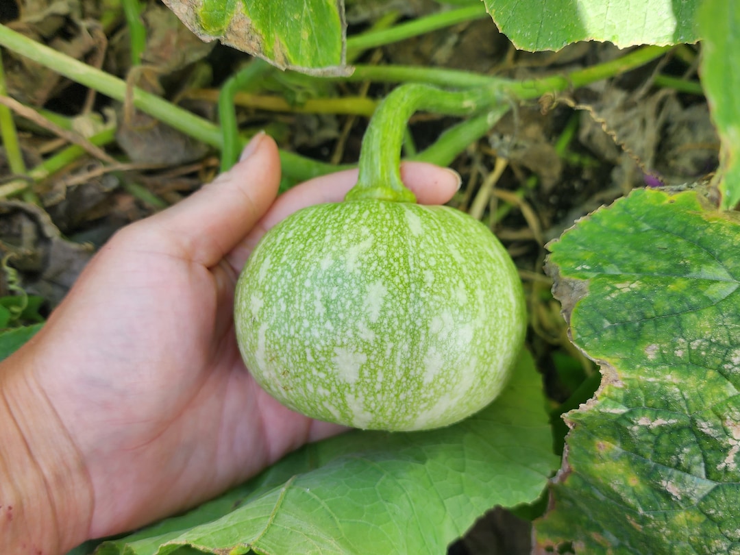 RARE Mayan Small Squash Aka Calabacita Chica Heirloom Squash Vegetable ...