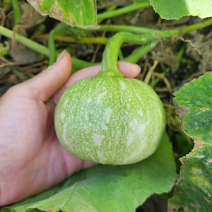 RARE Mayan Small Squash Aka Calabacita Chica Heirloom Squash Vegetable ...