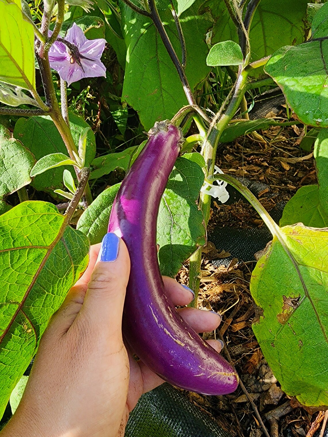 Long Ping Tung Purple Eggplant Vegetable Seeds - Etsy