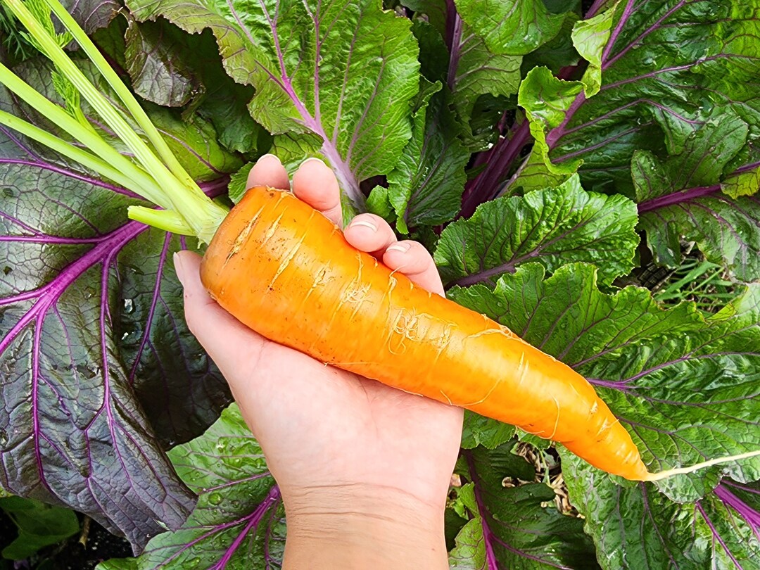 Kuroda Japanese Orange Carrot Heirloom Vegetable Seeds - Etsy