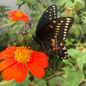 Dwarf Mexican Sunflower Seeds Aka Orange Tithonia Heirloom Pollinator ...