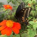 Dwarf Mexican Sunflower Seeds Aka Orange Tithonia Heirloom Pollinator ...