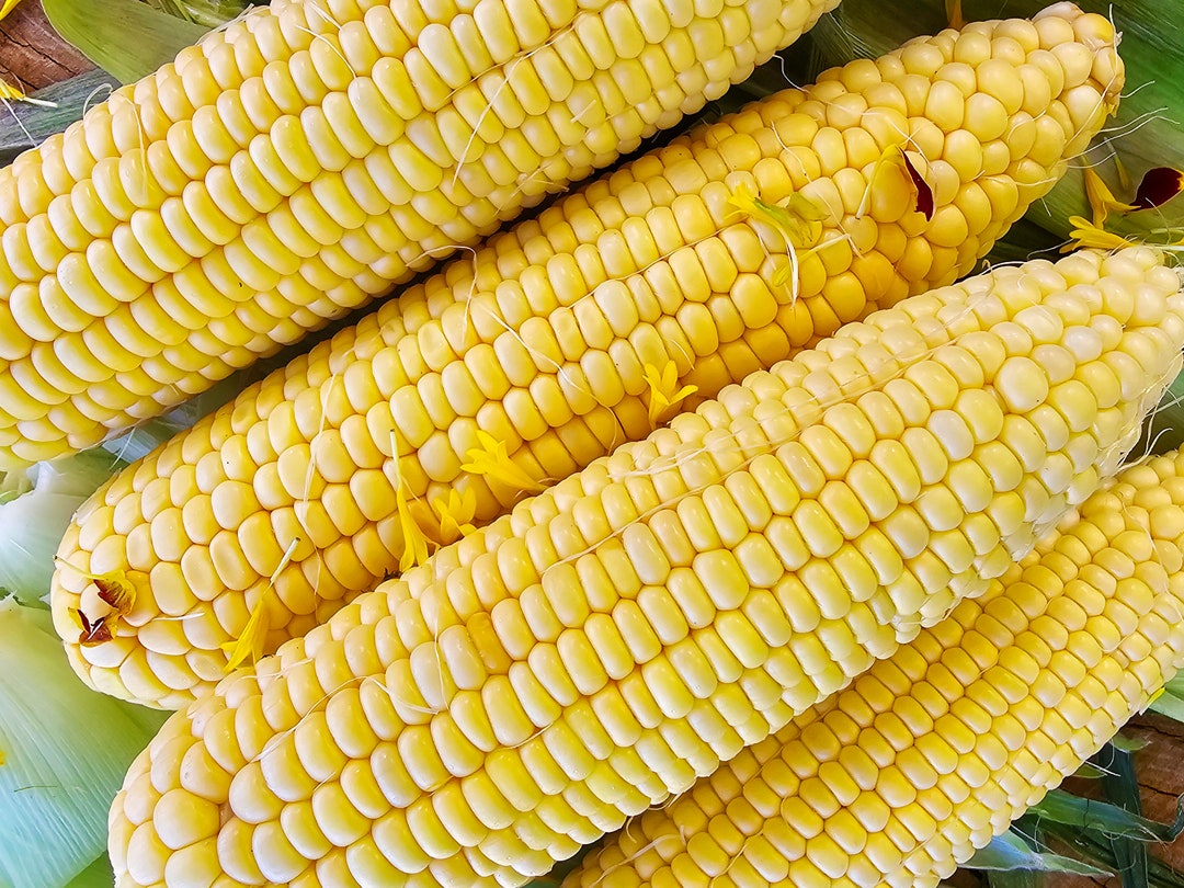 Kandy Korn Sweet Corn Seeds - Extra Sweet Hybrid Yellow Sweet Corn ...