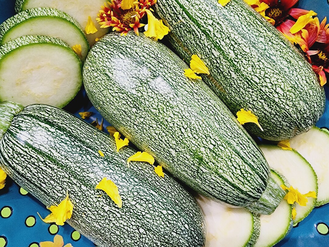 Grey Zucchini Seeds - Heirloom Non-gmo Summer Squash | High-yield ...