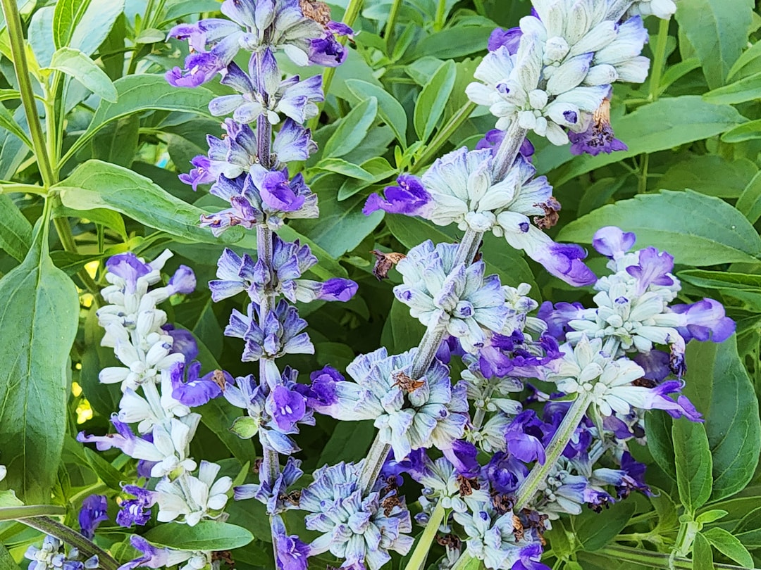 Blue Sage Salvia Native Wildflower Heirloom Seeds for Pollinators ...