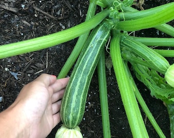 Tromboncino Rampicante Huge Italian Heirloom Zucchini Squash Vegetable ...