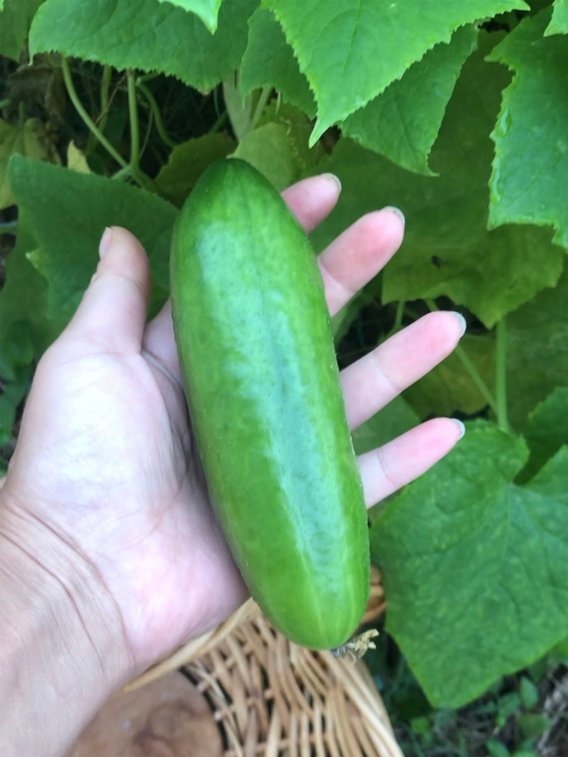 Beit Alpha Parthenogenetic Self Pollinating Cucumber Heirloom - Etsy