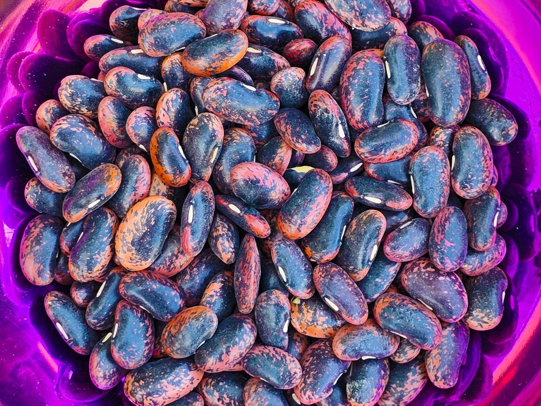 Scarlet Runner Bean Seeds - Heirloom Climbing Bean With Red Flowers ...