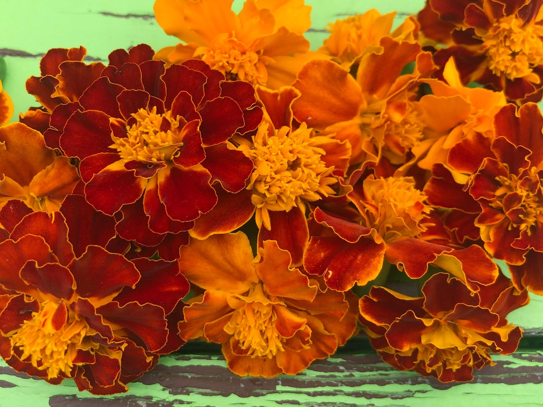 Sparky French Marigold Mix Heirloom Flower Seeds - Etsy