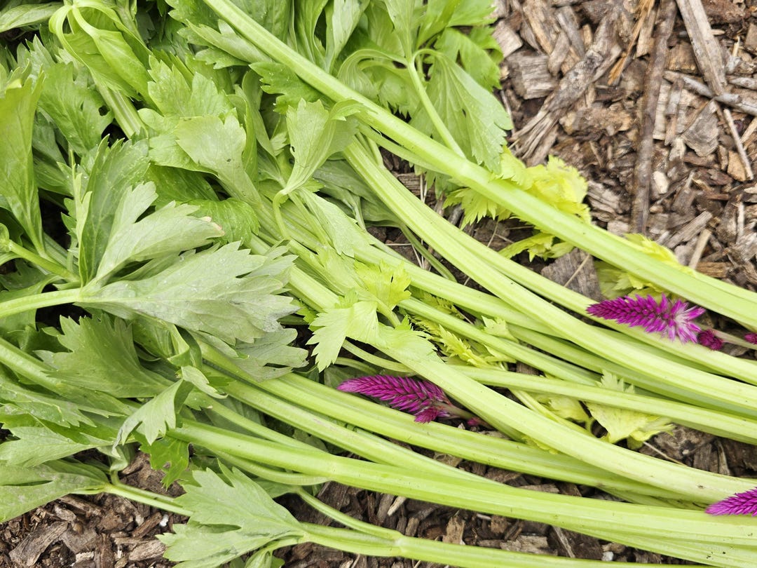 Chinese Celery Seeds – Heirloom Variety With Aromatic, Tender Stalks - Etsy