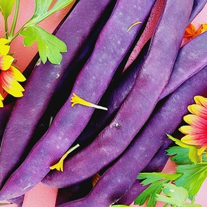 Purple Podded Pole Beans Heirloom Vegetable Seeds - Etsy