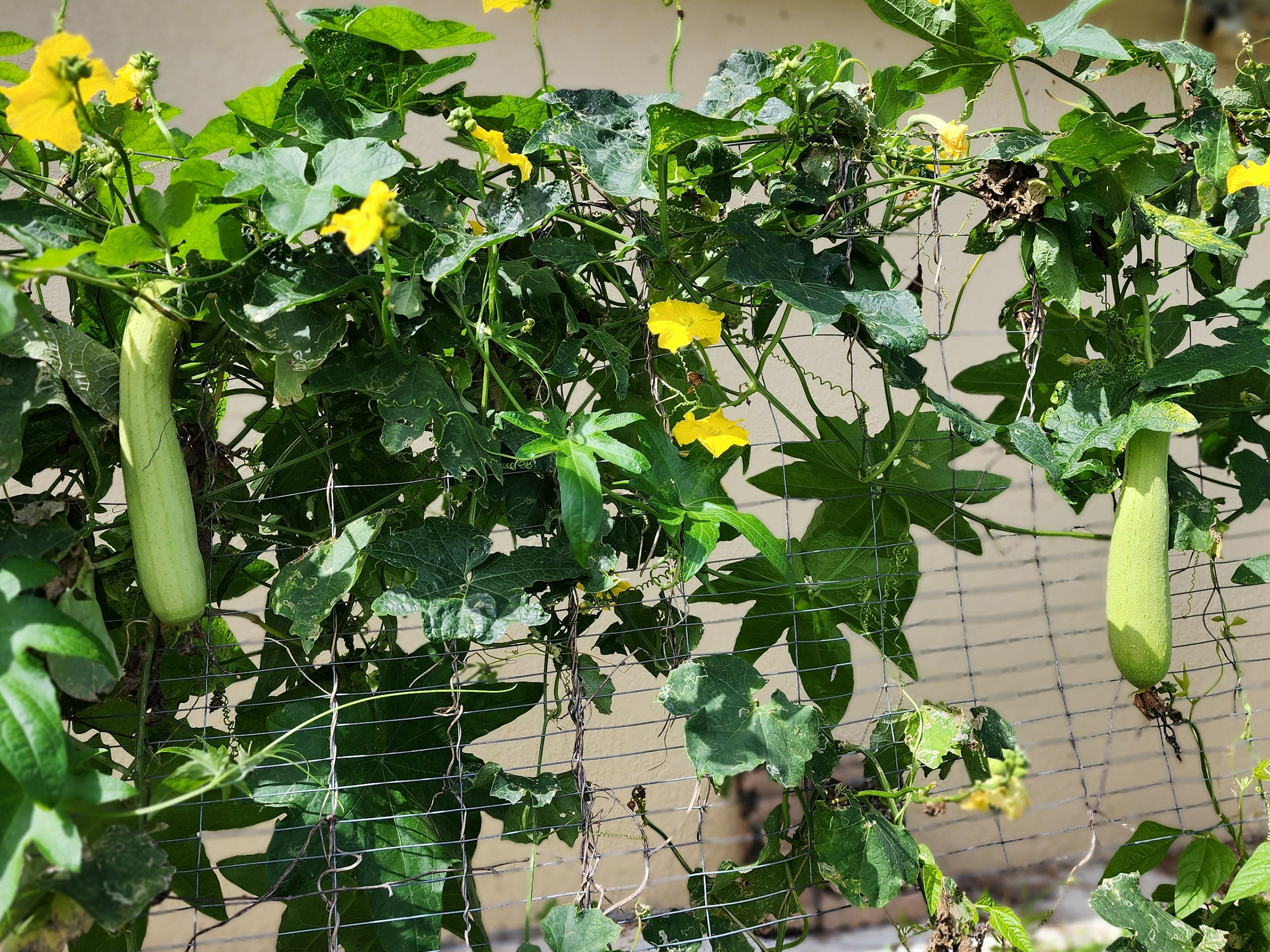 Smooth Luffa for Sponges Loofah Gourd Heirloom Vegetable Seeds - Etsy
