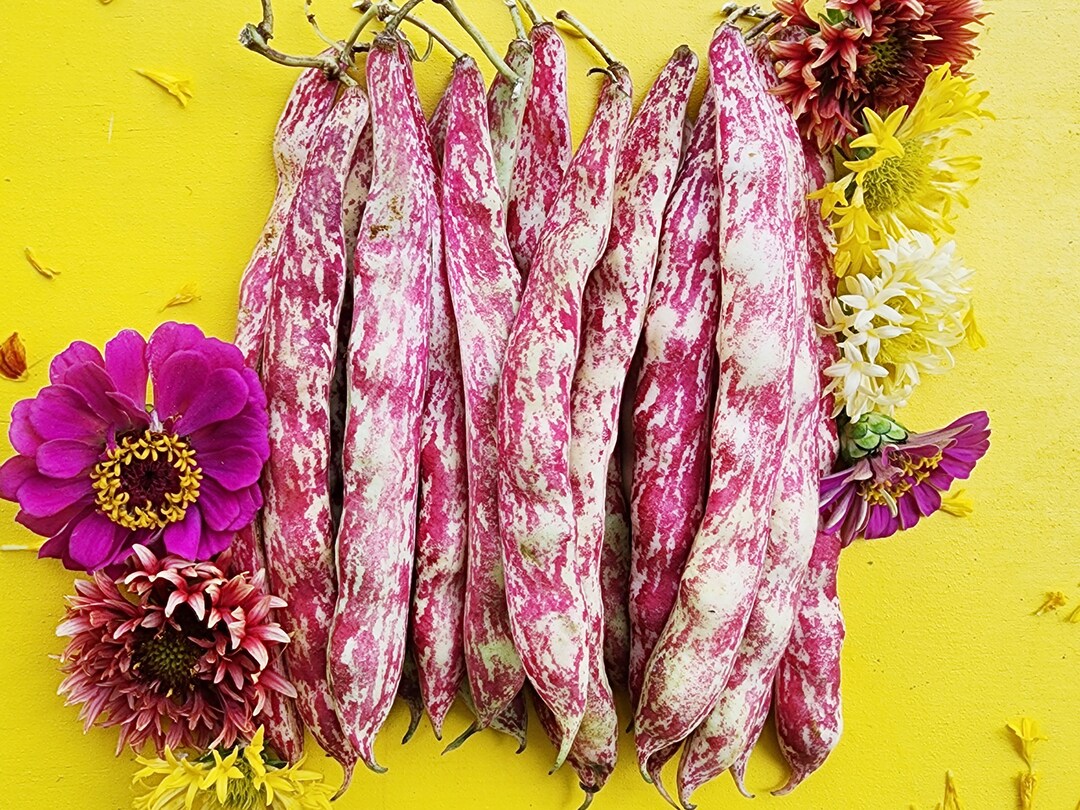French Horticultural Snap & Shelling Beans Heirloom Vegetable Seeds - Etsy
