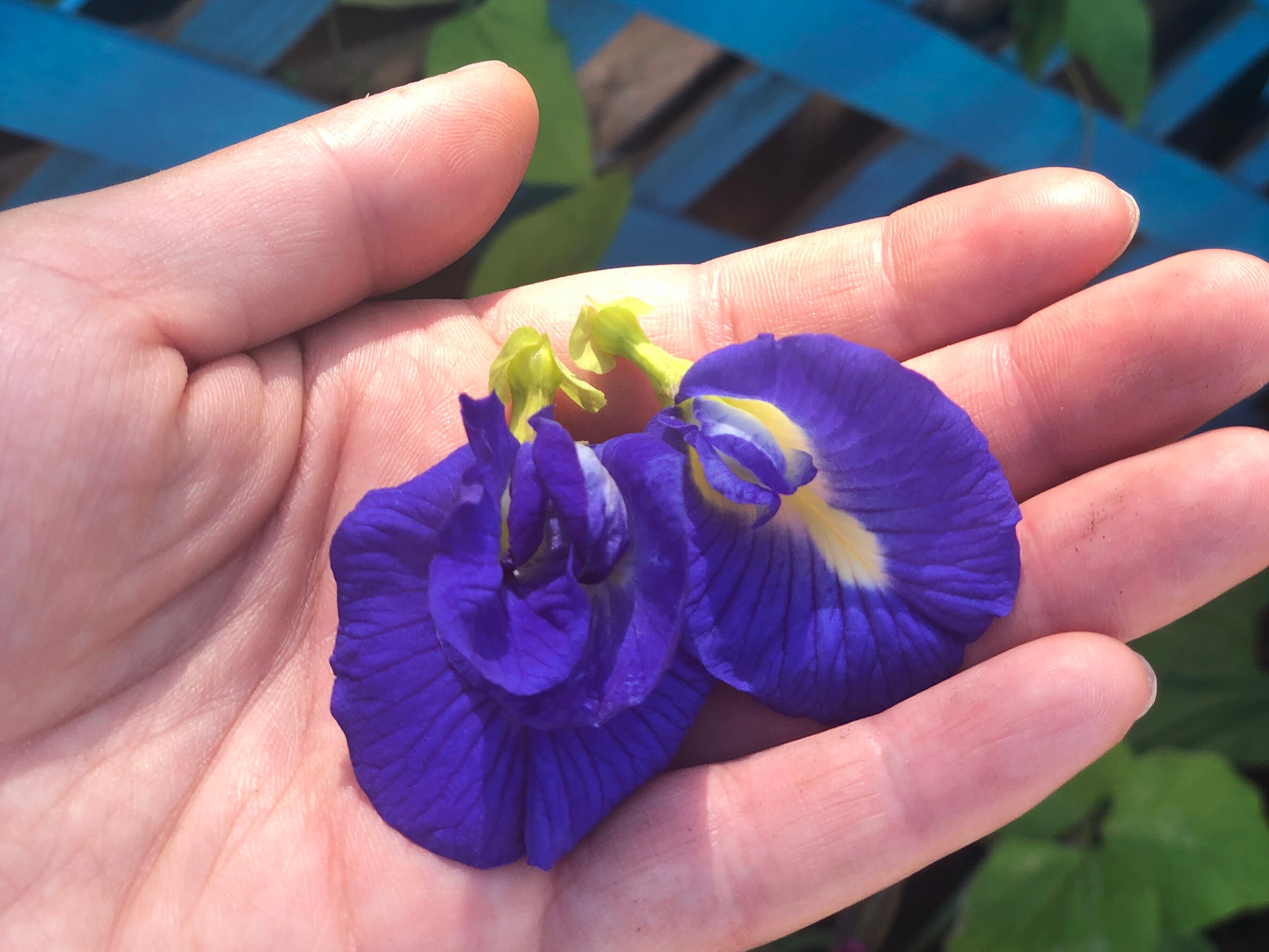 Thai Double Blue Butterfly Pea Heirloom Flower Seeds - Etsy