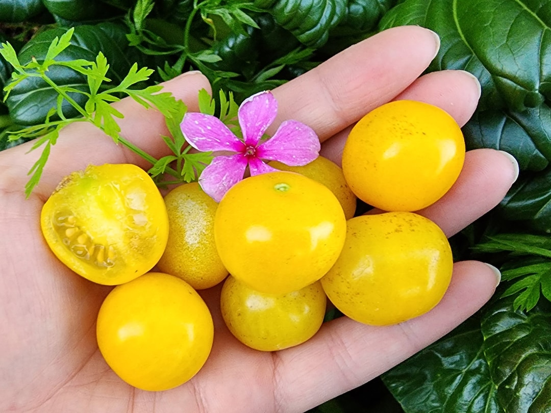 Galina Yellow Cherry Heirloom Tomato Vegetable Seeds - Etsy