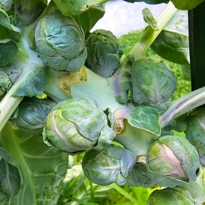 Catskill Brussels Sprouts Heirloom Vegetable Seeds - Etsy