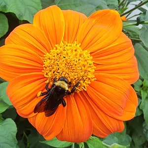 Dwarf Mexican Sunflower Seeds Aka Orange Tithonia Heirloom Pollinator ...