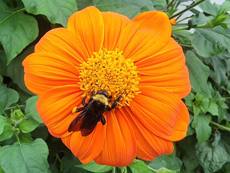 Dwarf Mexican Sunflower Seeds Aka Orange Tithonia Heirloom Pollinator ...