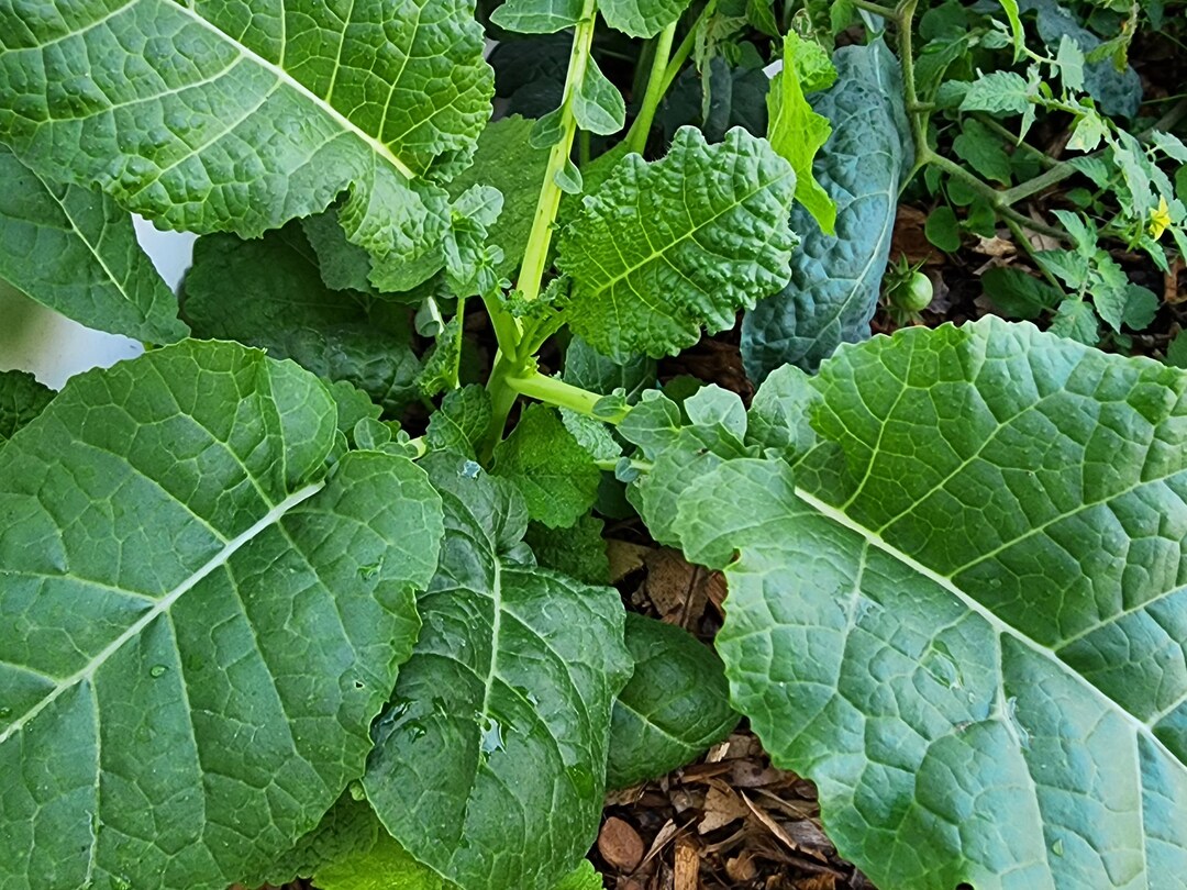 Ethiopian Kale Heirloom Vegetable Seeds - Etsy