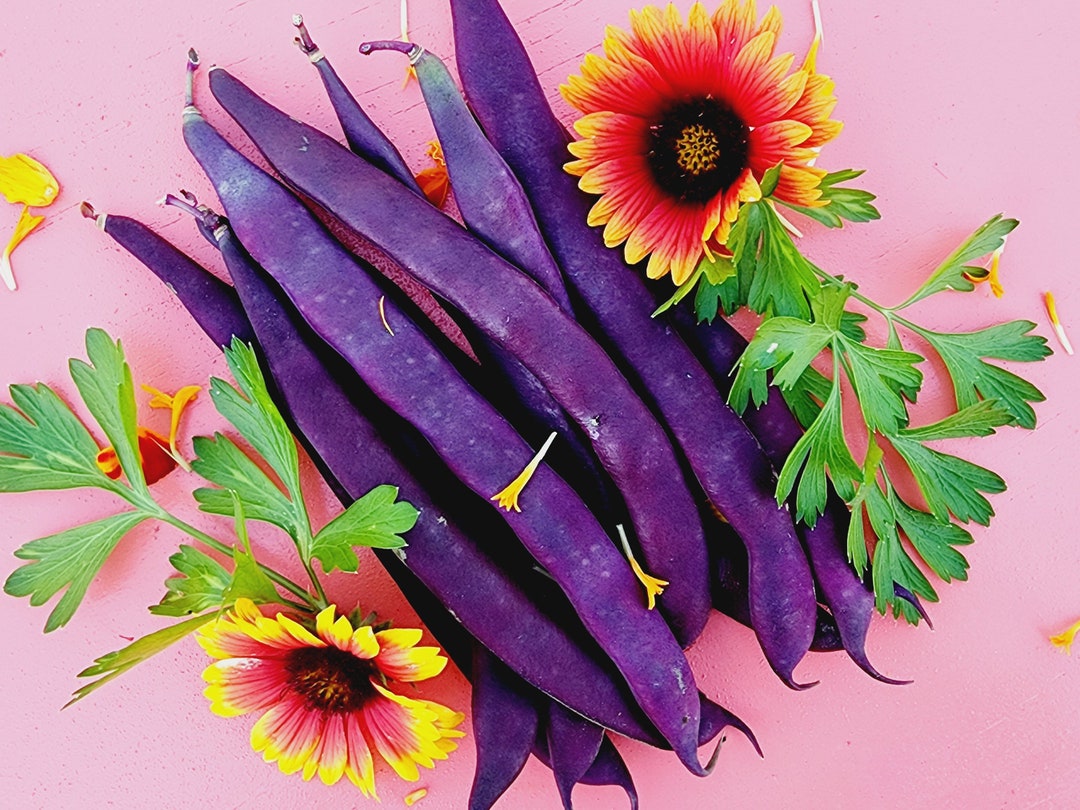 Purple Podded Pole Beans Heirloom Vegetable Seeds - Etsy