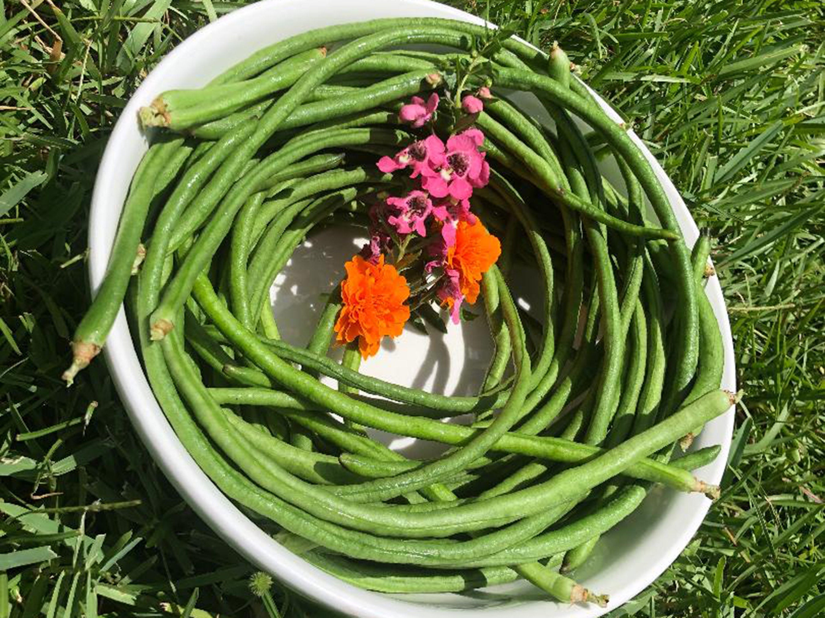Dark Green Yard Long Asian Noodle Beans Heirloom Vegetable - Etsy