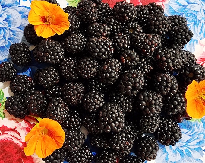 Apache Blackberry Starter Plant - XL Berry Size Thornless & Self ...
