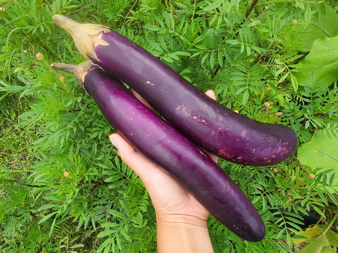 Long Ping Tung Purple Eggplant Vegetable Seeds - Etsy