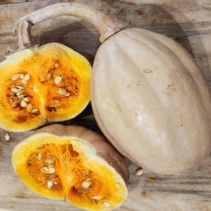 RARE Mayan Small Squash Aka Calabacita Chica Heirloom Squash Vegetable ...