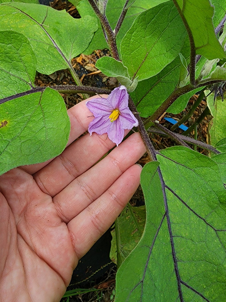Long Ping Tung Purple Eggplant Vegetable Seeds - Etsy