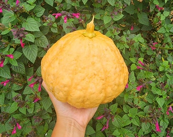 Seminole Pumpkin Florida Native Heirloom Vegetable Seeds - Etsy
