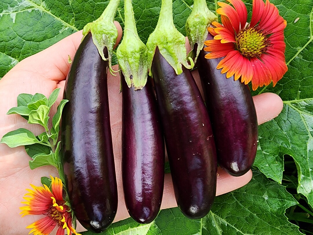 Little Fingers Eggplant Heirloom Vegetable Seeds - Etsy