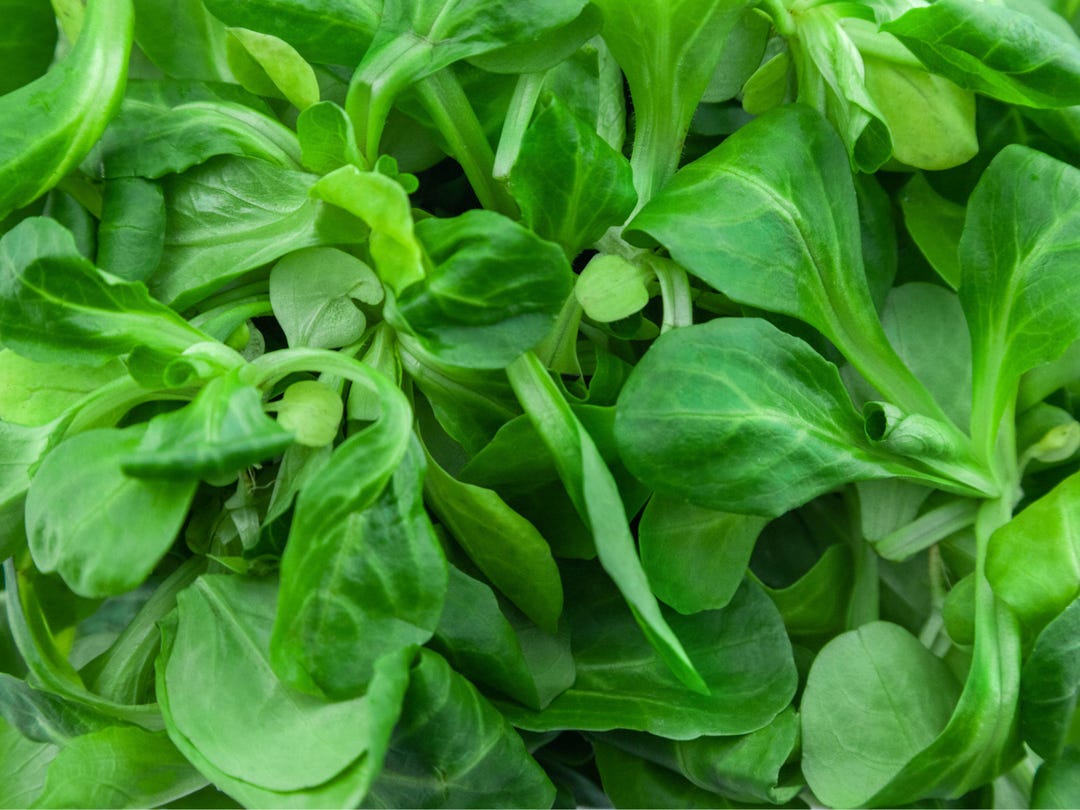 Dutch Corn Salad Seeds Aka Mâche or Lamb’s Lettuce - Cold Tolerant ...