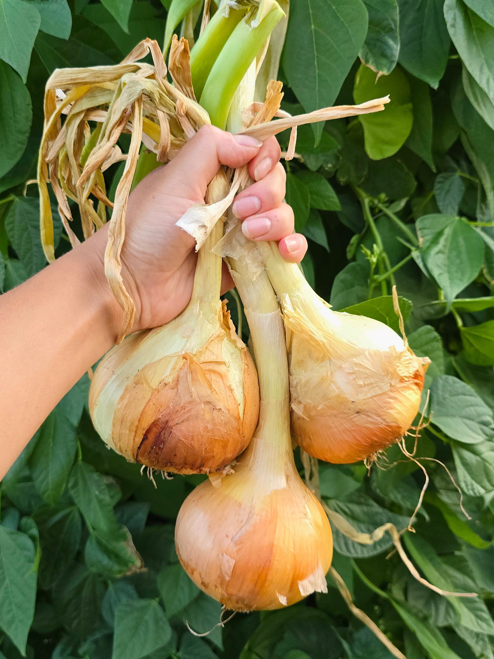 Texas 1015 Sweet Short Day Onion Seeds Hybrid Yellow Sweet Onion Seeds ...