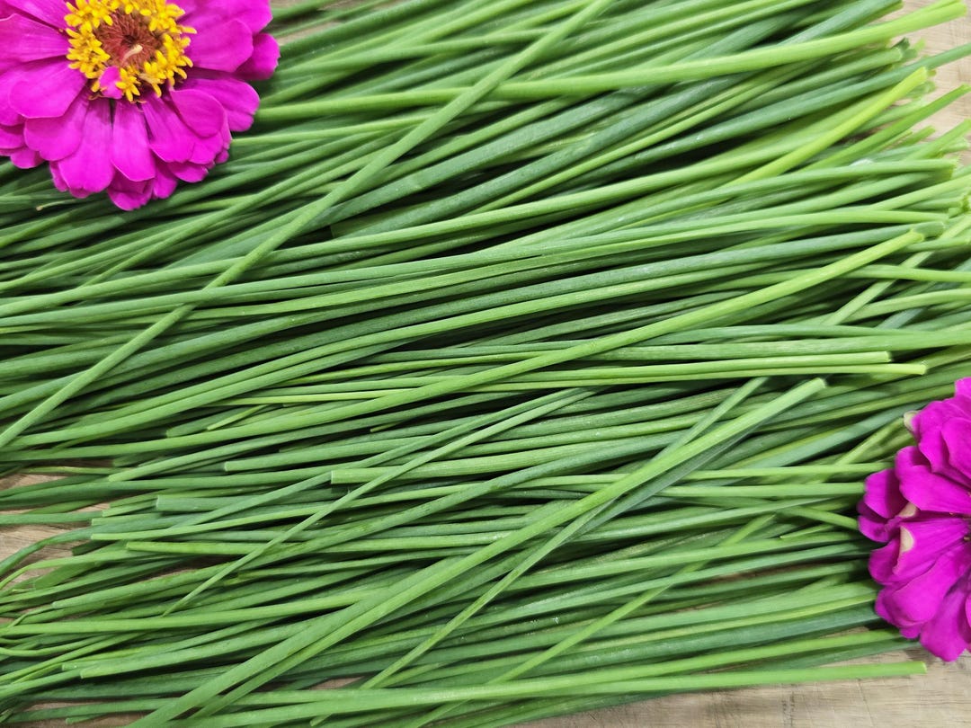 Common Chives Culinary Herb Heirloom Seeds - Etsy