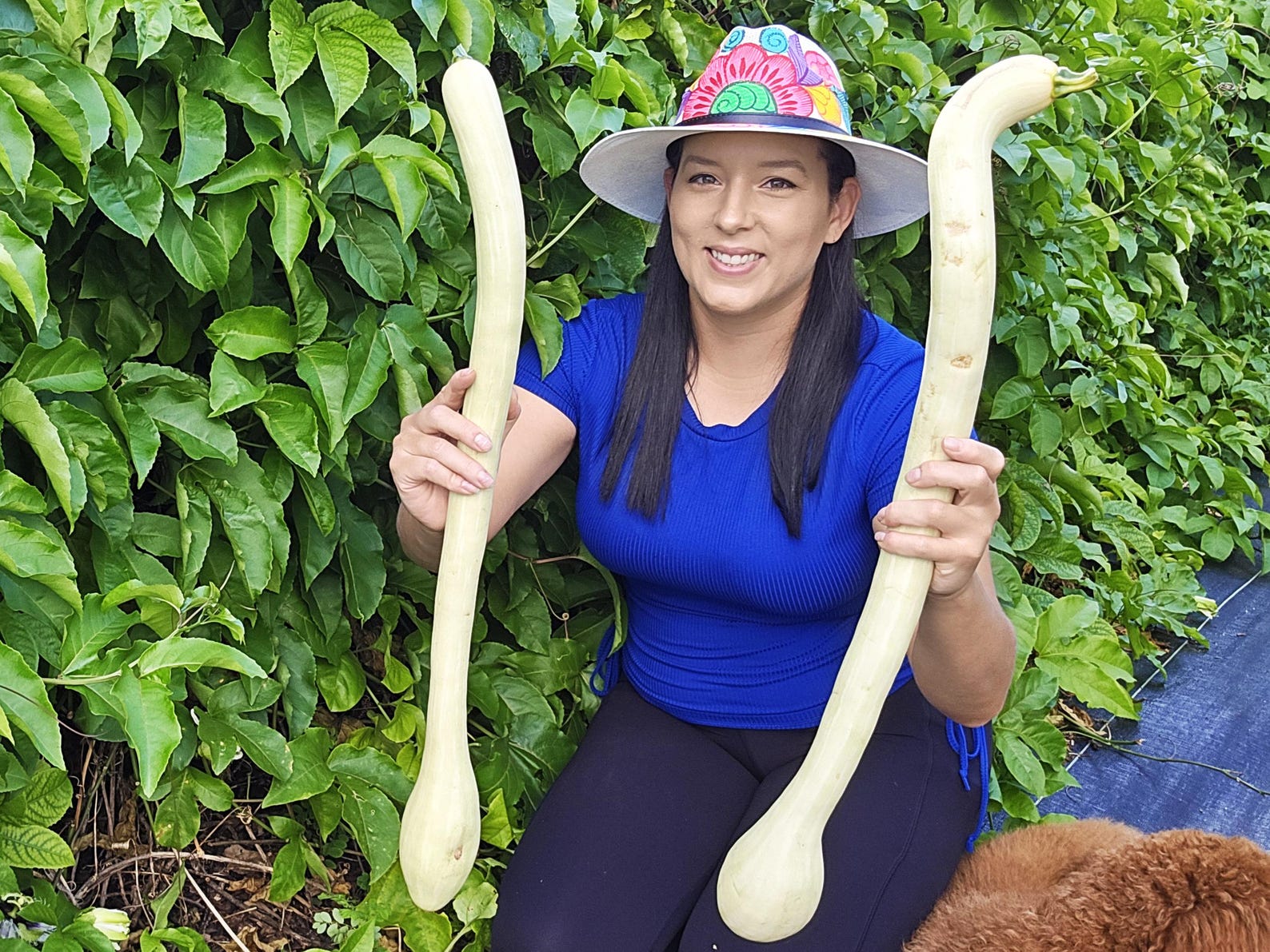 Tromboncino Rampicante Huge Italian Heirloom Zucchini Squash Vegetable ...