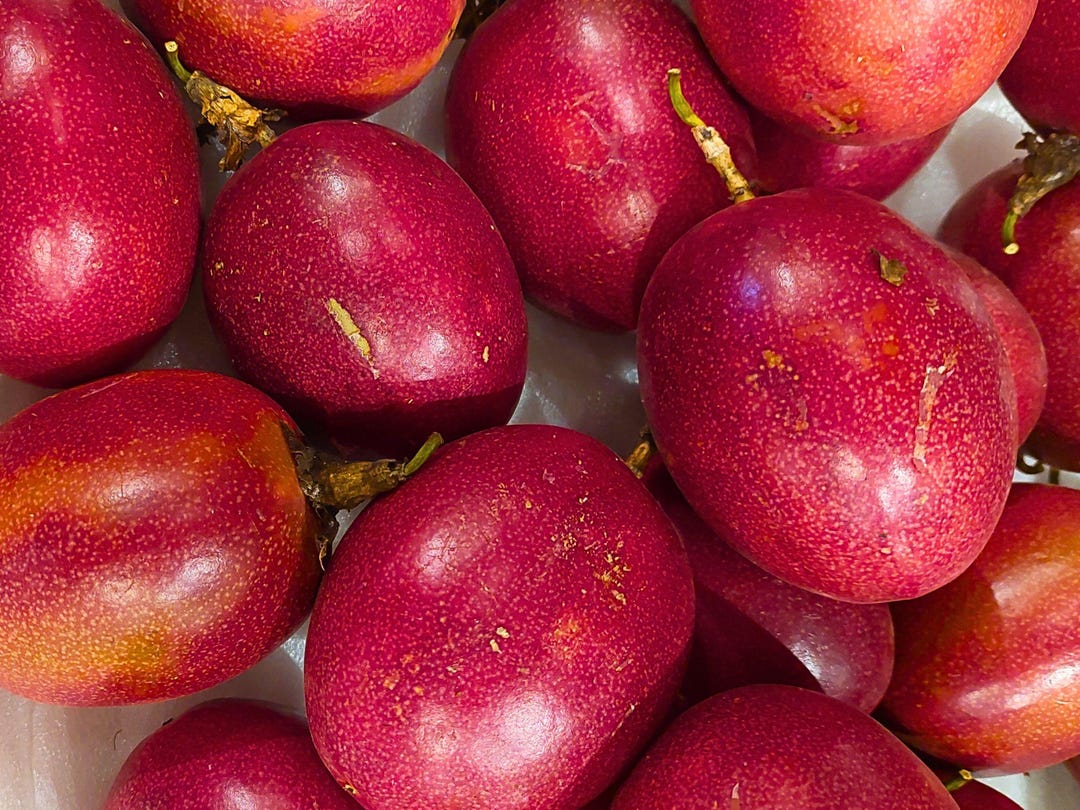 Panama Red Passion Fruit LIVE Starter Plant | Fast Growing Tropical ...