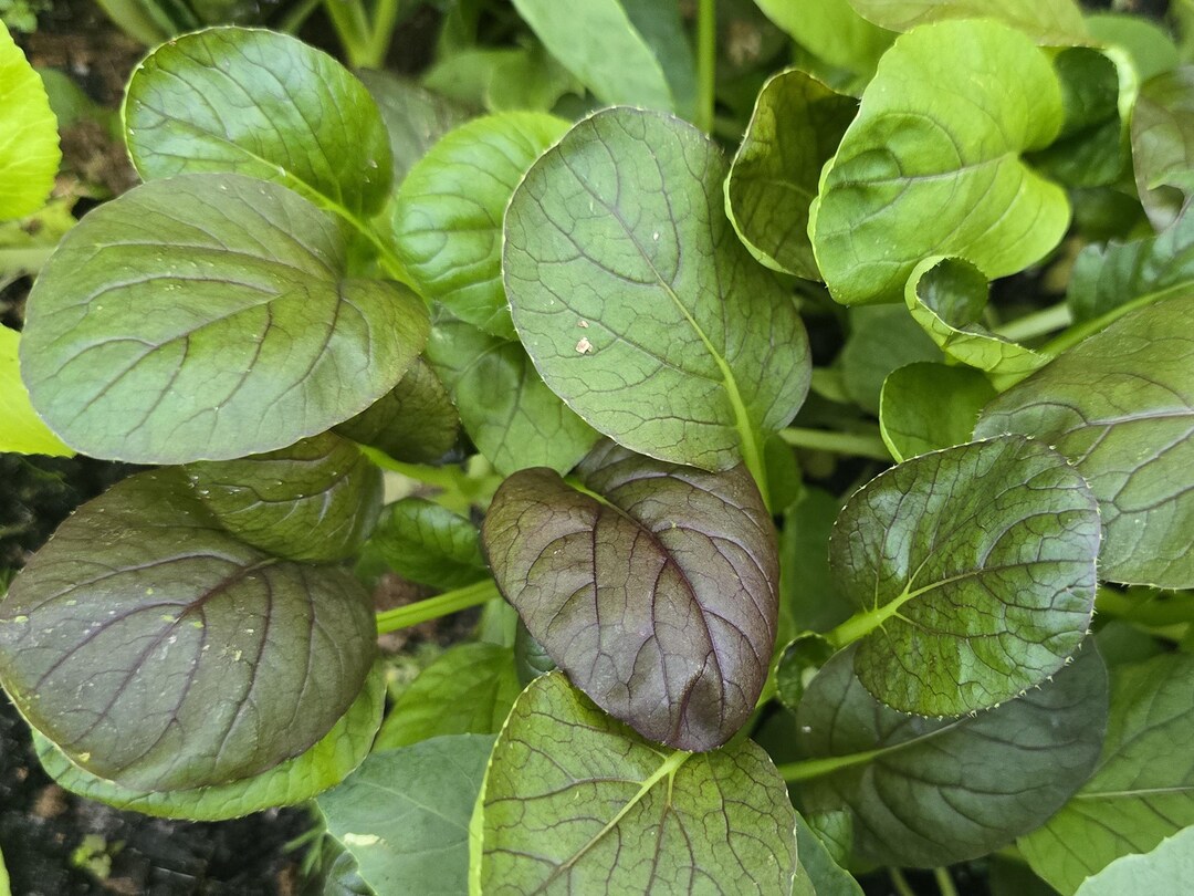 Red Tatsoi Hybrid Asian Mustard Greens Heirloom Vegetable Seeds - Etsy