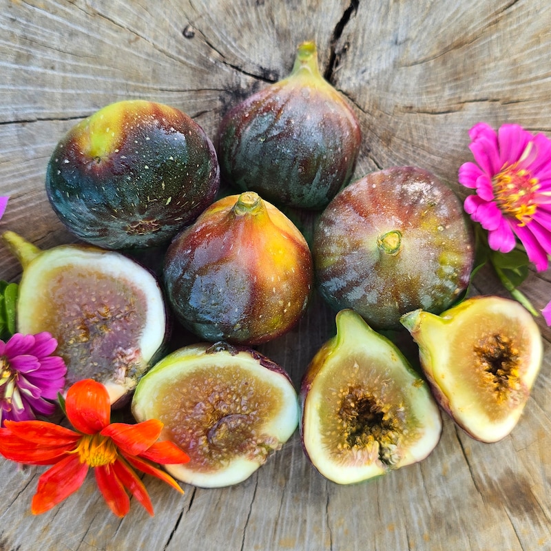 Fig Tree Live - Etsy