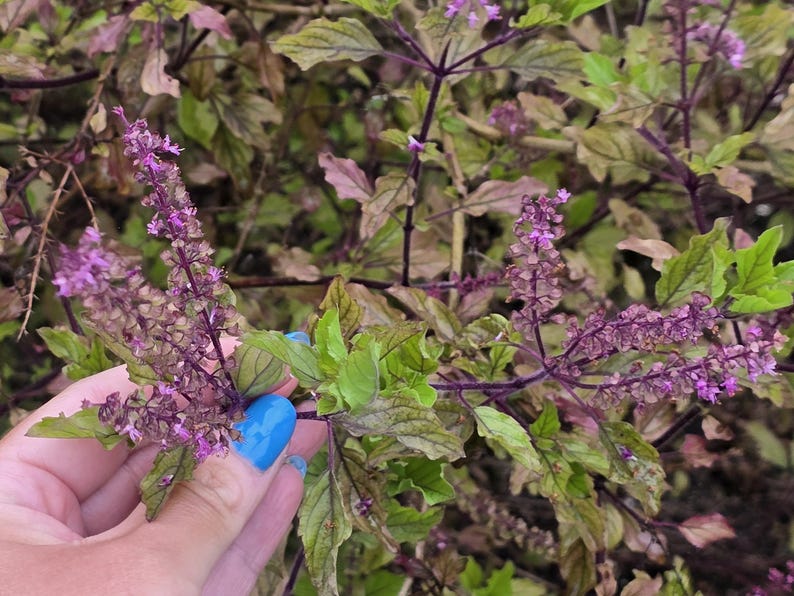 Red Leaf Holy Basil Seeds – Krishna Tulsi Heirloom Variety - Etsy Canada
