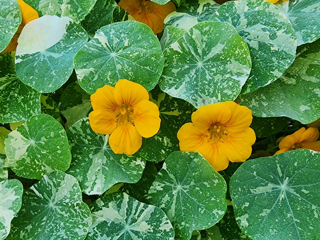 Alaska Variegated Mixed Colors Nasturtiums Edible Annual Heirloom ...