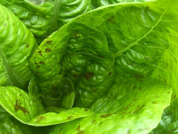 Freckles Romaine Lettuce Heirloom Vegetable Seeds - Etsy