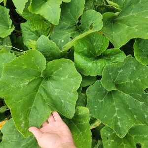 RARE Mayan Small Squash Aka Calabacita Chica Heirloom Squash Vegetable ...